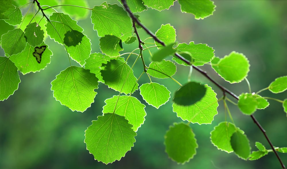 Espe - Antiagingnews.net